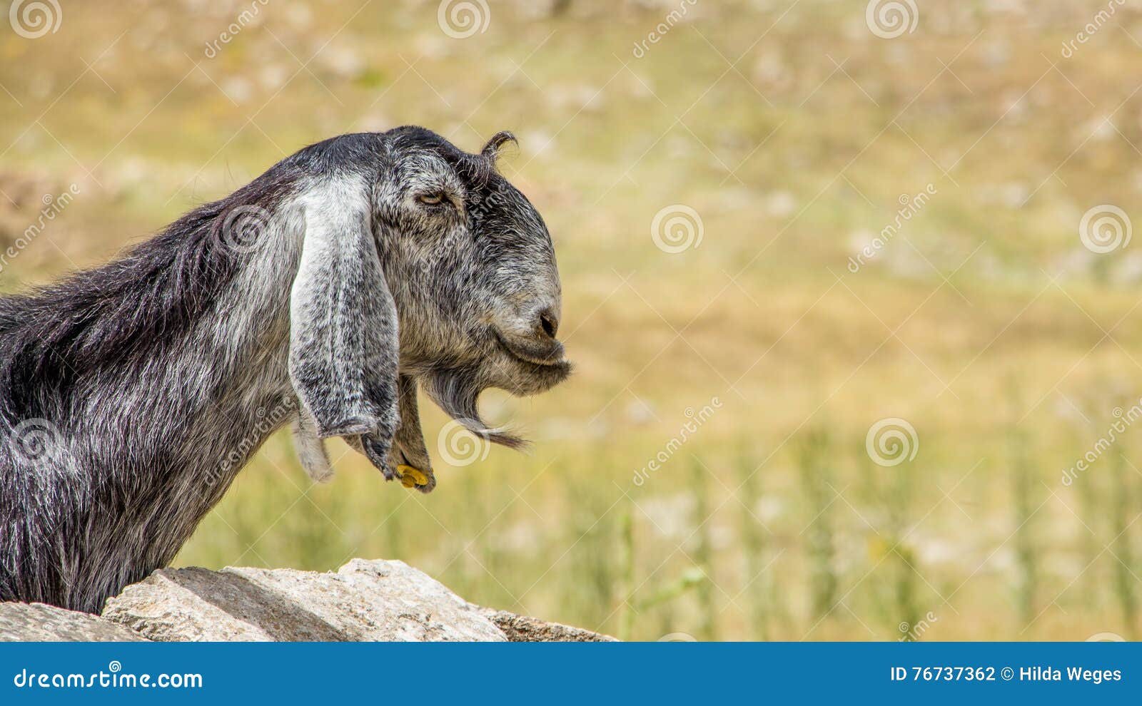 Damascus goat in Jordan stock photo. Image of archaeological - 76737362