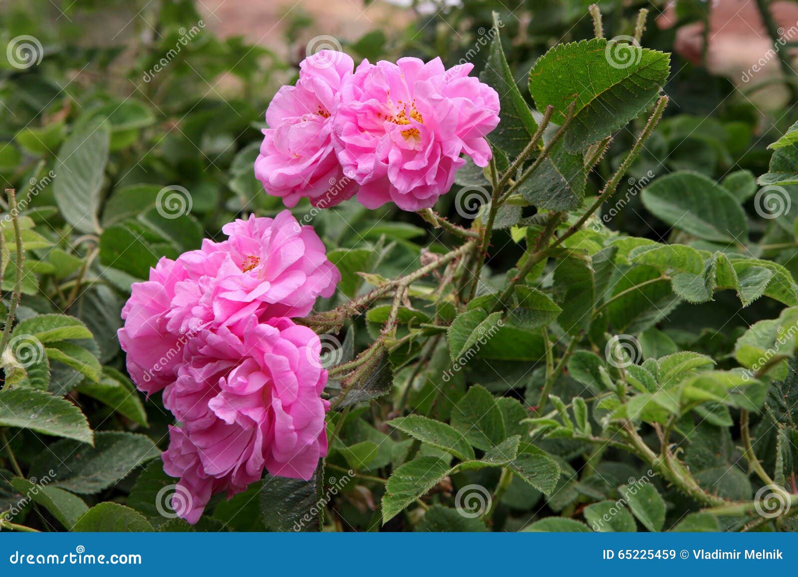 Damascus pink rose stock image. Image of agriculture - 65225459