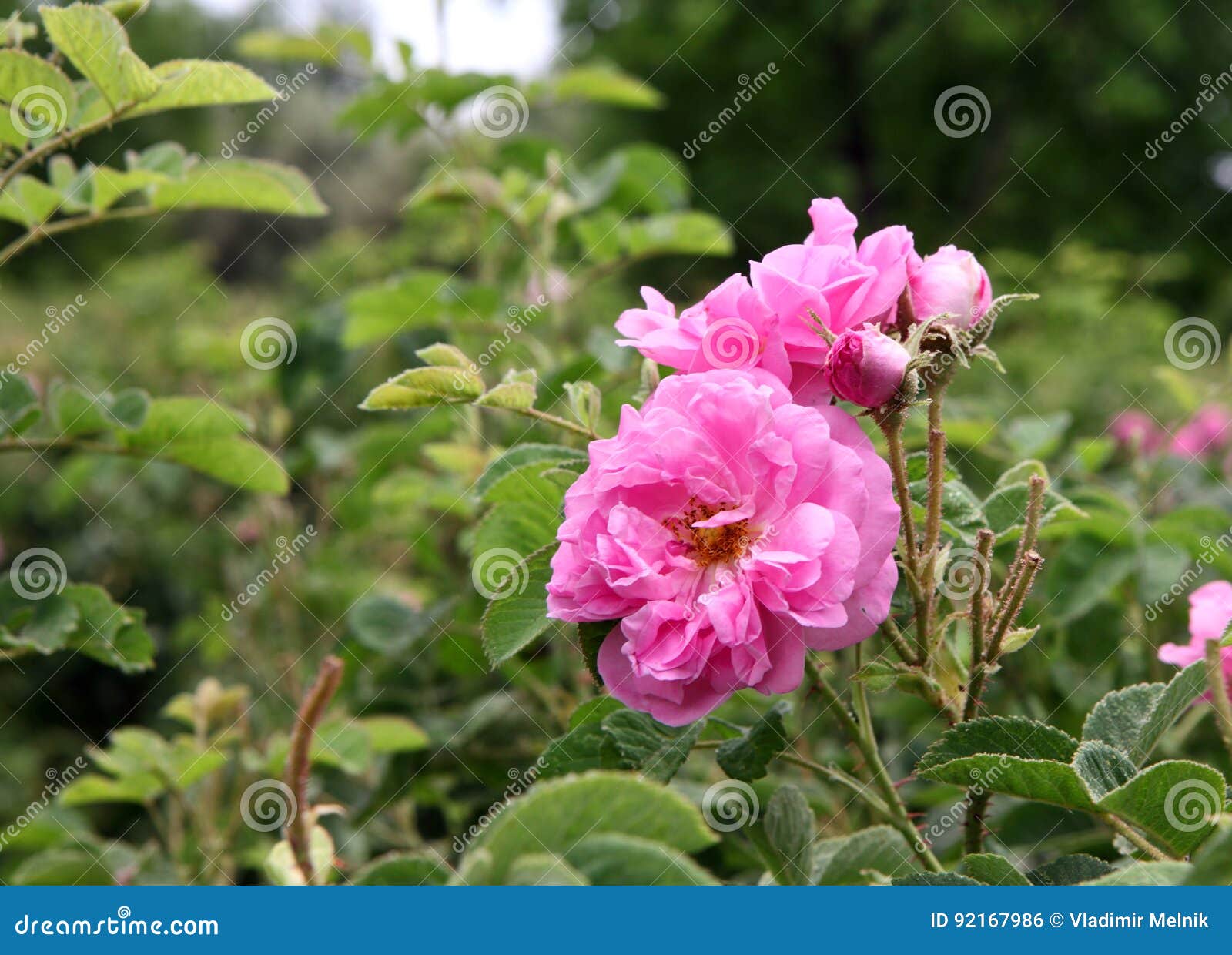 Damascus pink rose stock photo. Image of organic, closeup - 92167986