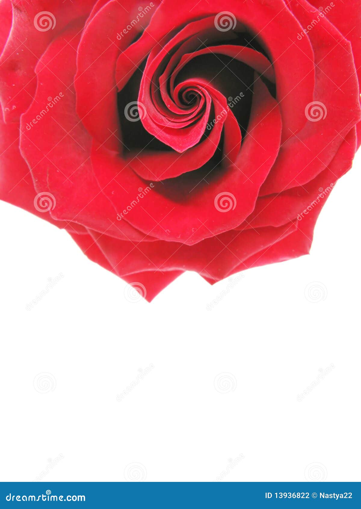 Damask red rose flower stock photo. Image of outdoors - 13936822