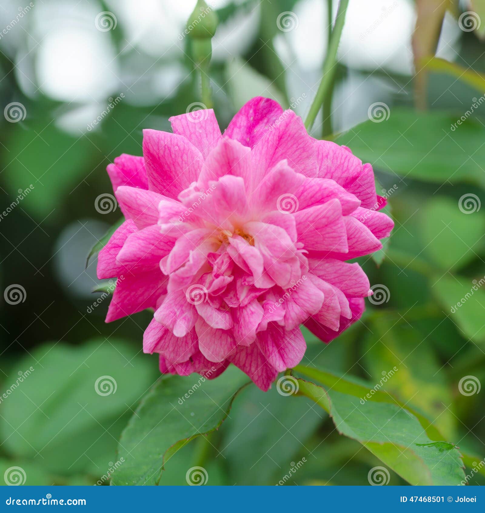 Damask rose stock image. Image of nature, beautiful, gardening - 47468501