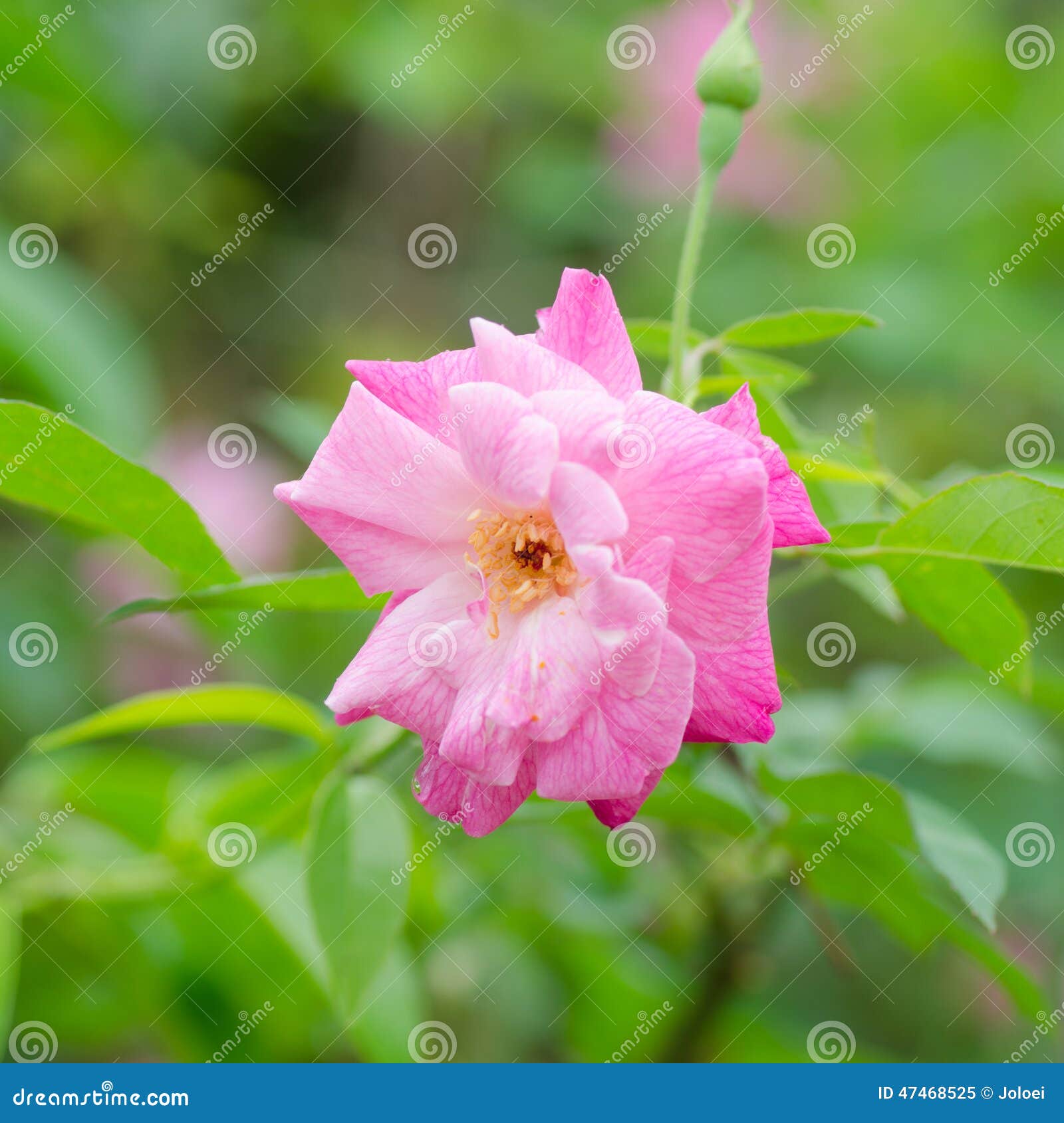 Damask rose stock image. Image of petal, flower, rose - 47468525