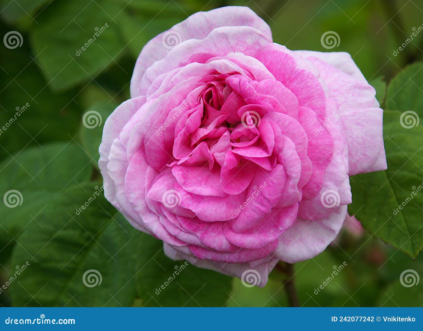 Damask rose flower stock photo. Image of blossom, garden - 242077242