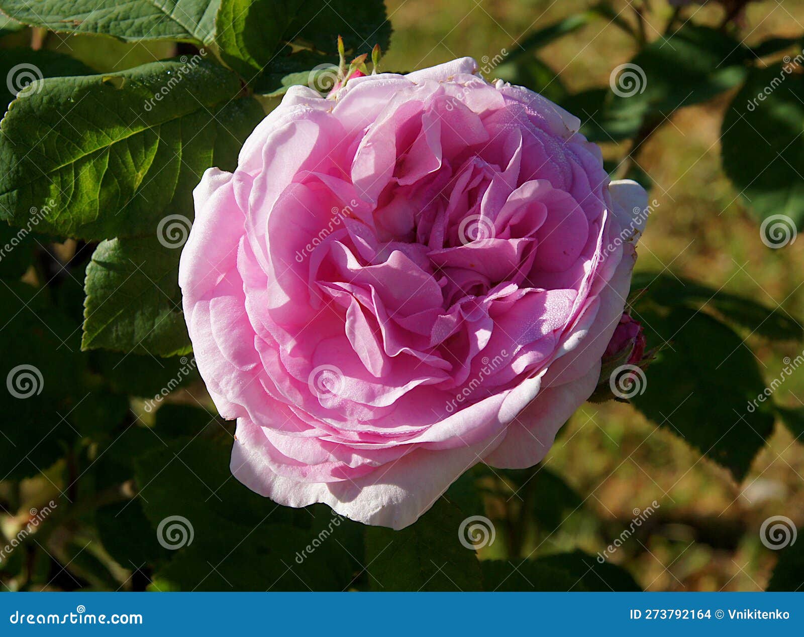 Damask rose flower stock photo. Image of decorative - 273792164