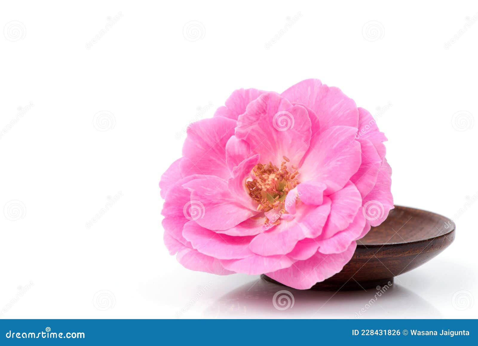 Damask Rose Flower Isolated on White Background Stock Photo - Image of ...