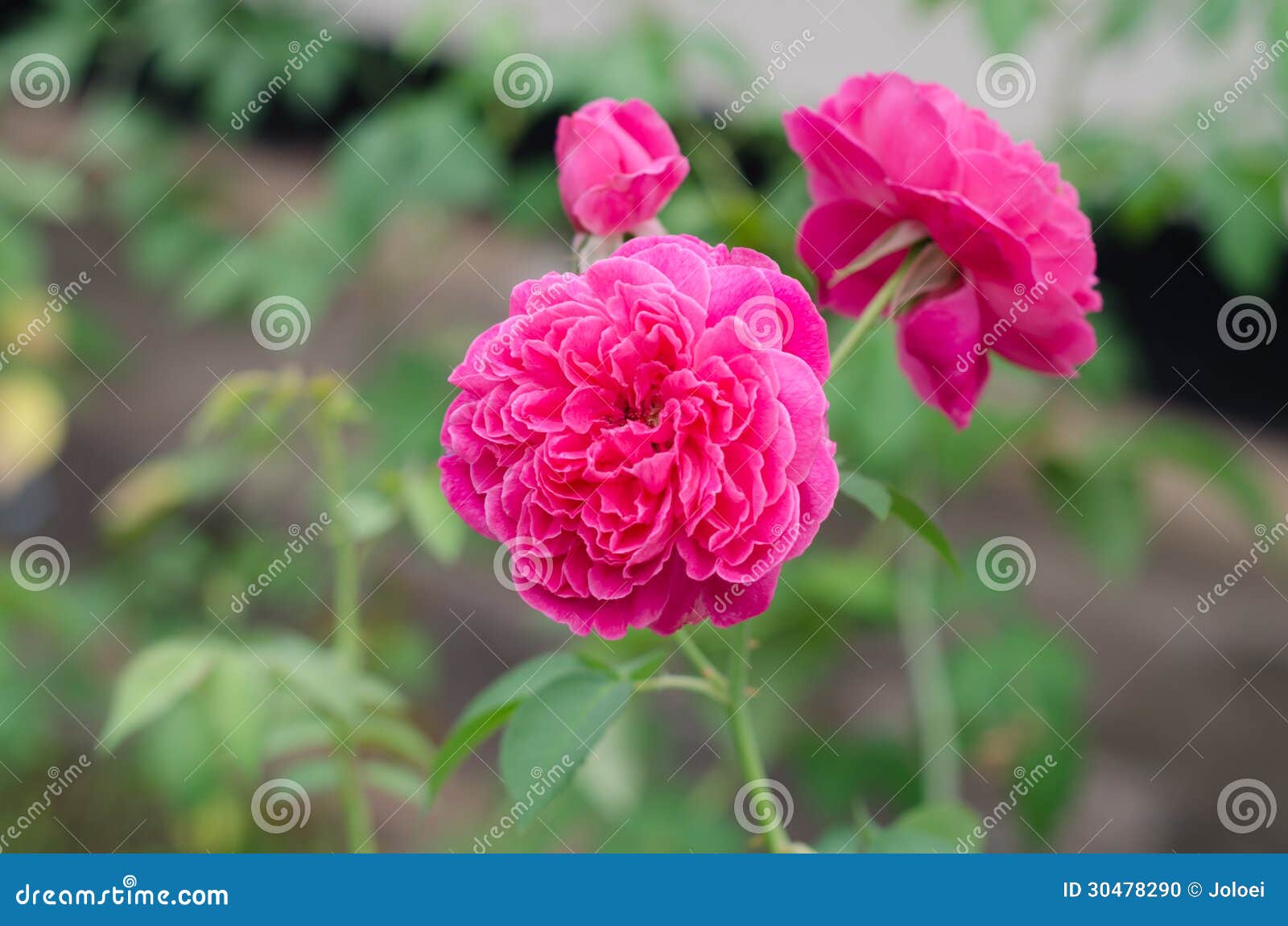 Damask rose stock photo. Image of gardening, delicate - 30478290