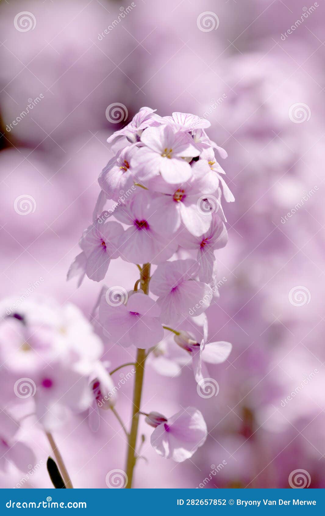 Dame S Rocket Flowers. Hesperis Matronalis Stock Photo - Image of ...