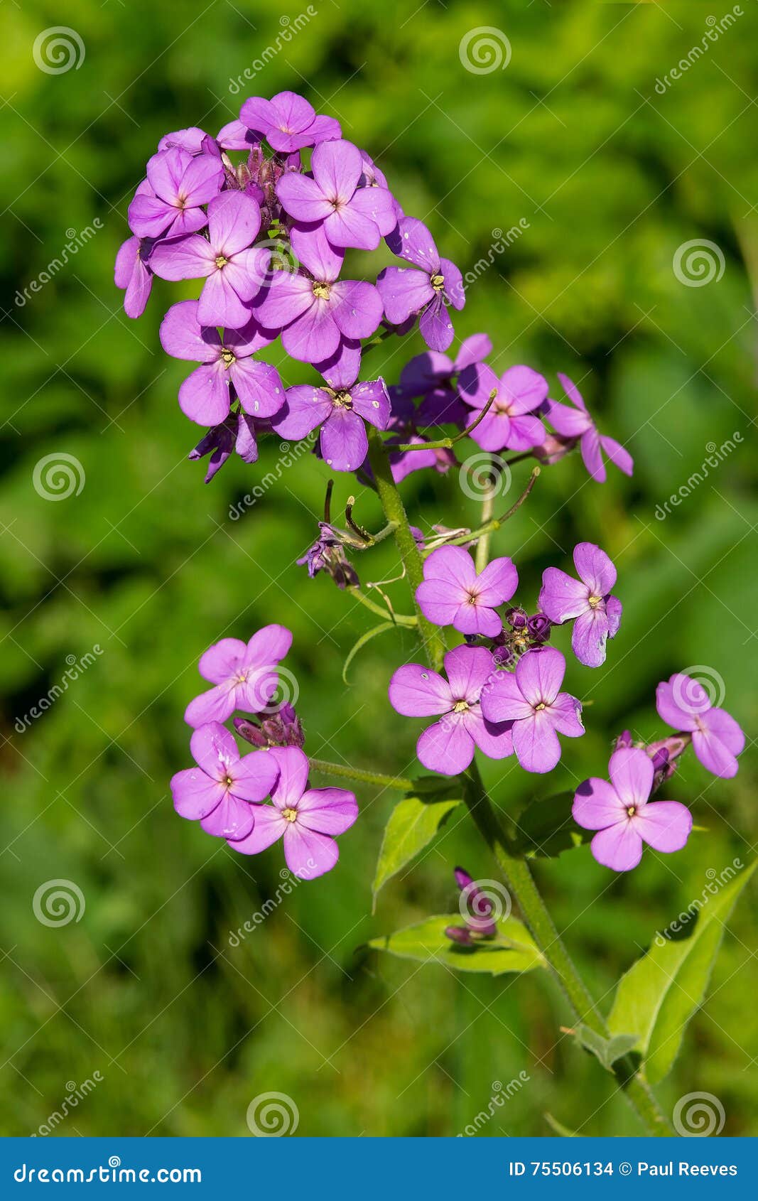 Dame S Rocket - Hesperis Matronalis Stock Photo - Image of canada ...