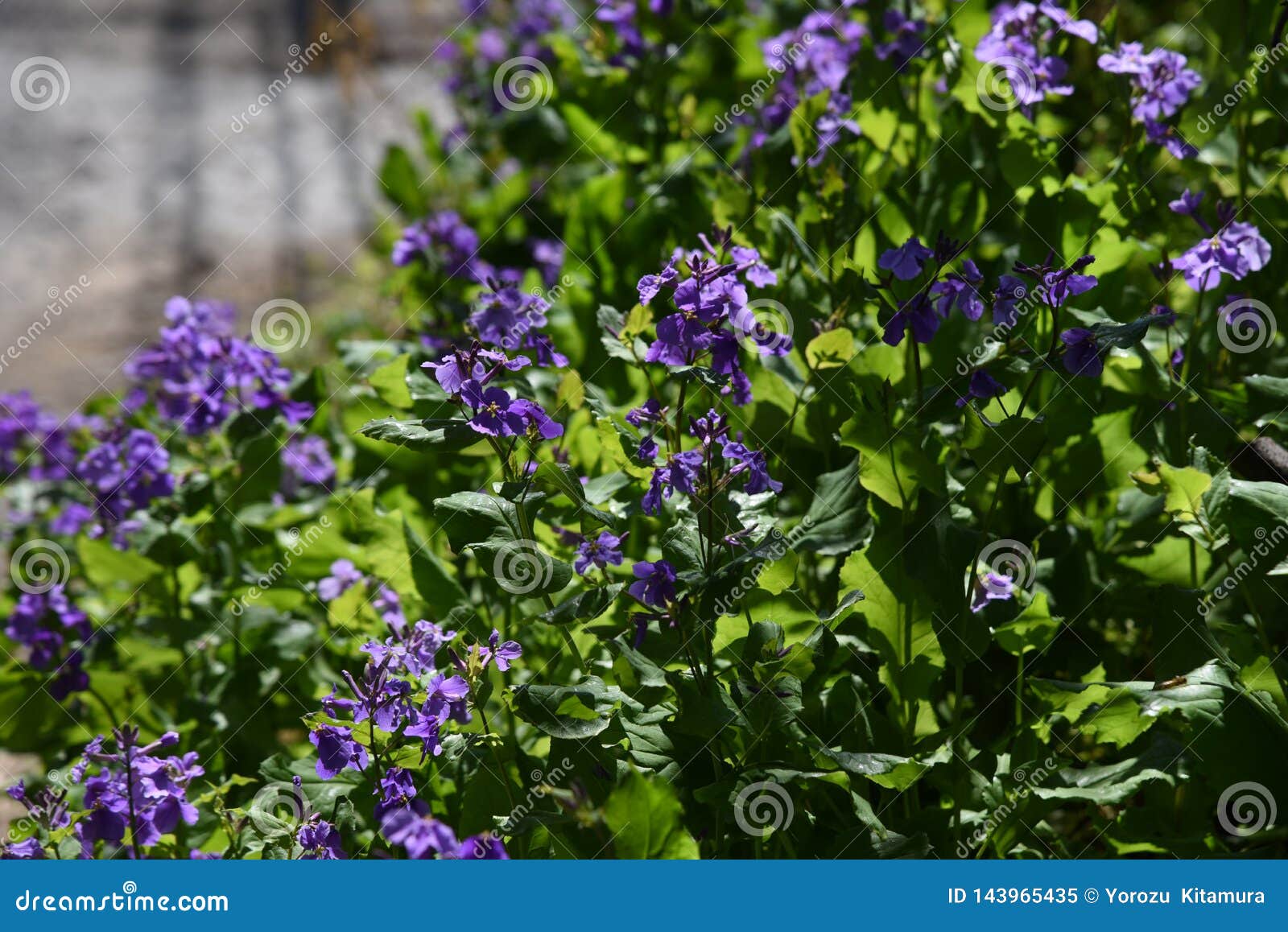 Dame`s rocket flowers stock image. Image of beauty, bloom - 143965435