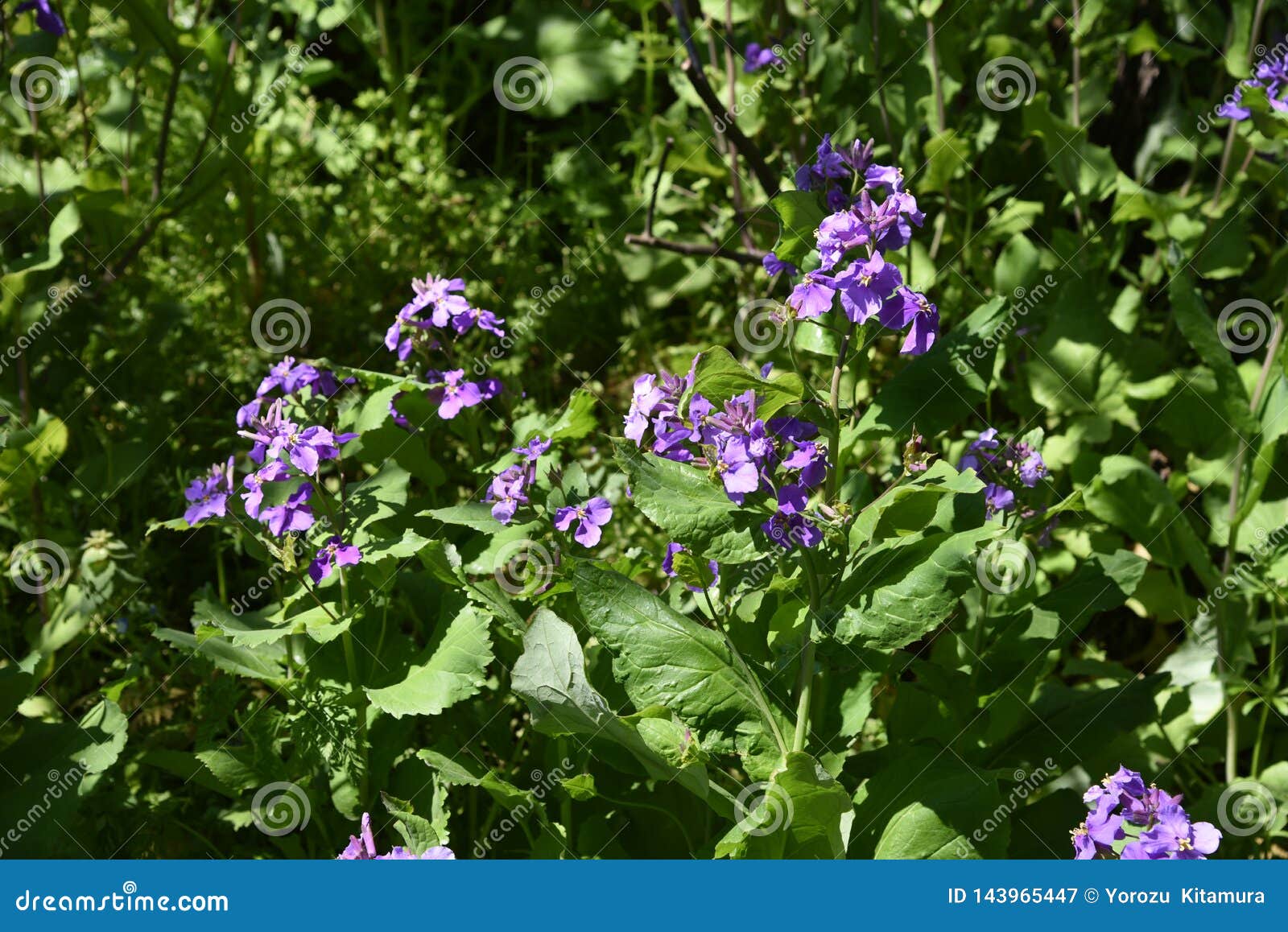 Dame`s rocket flowers stock image. Image of green, botany - 143965447