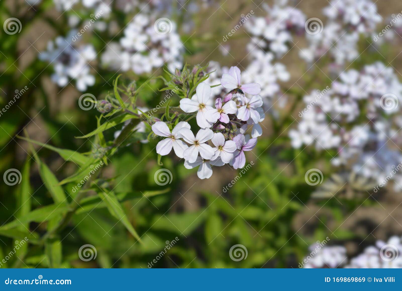 Dames rocket stock image. Image of sweet, green, outdoors - 169869869