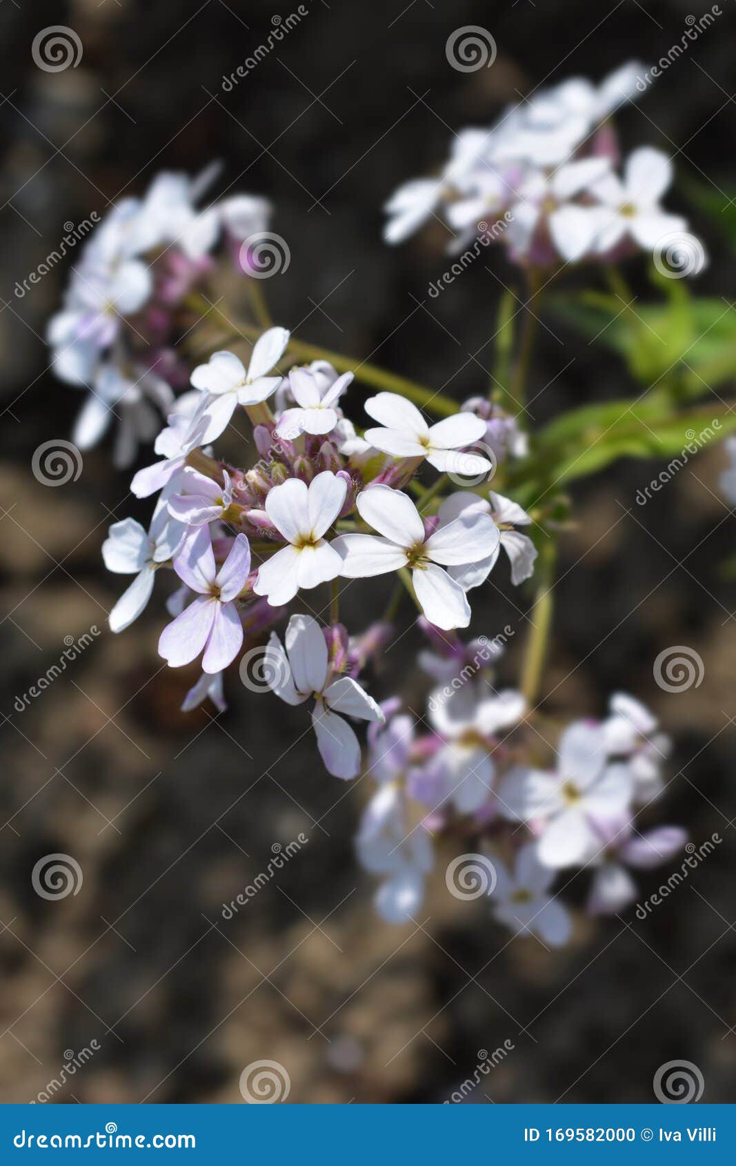 Dames rocket stock photo. Image of matronalis, botany - 169582000