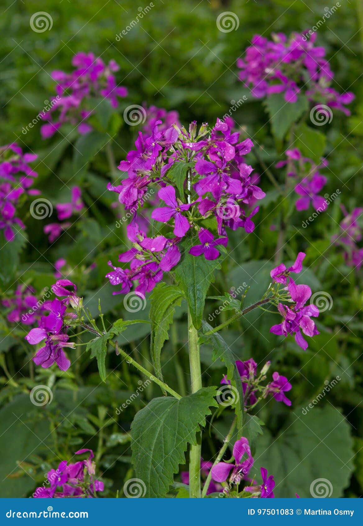 Dames Rocket or Hesperis Matronalis. Stock Image - Image of nature ...