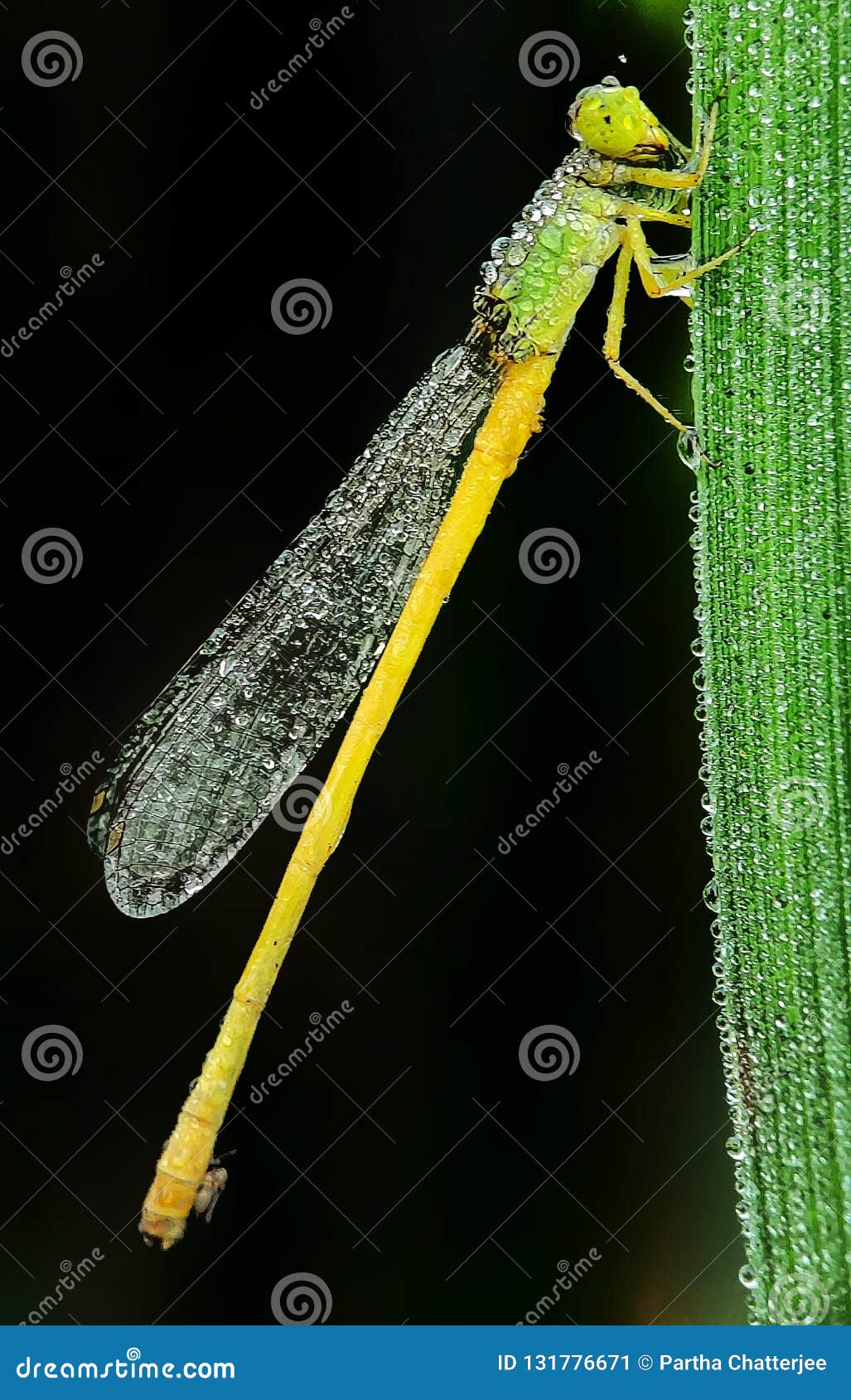 Damesfly at night stock image. Image of mobilephotography - 131776671