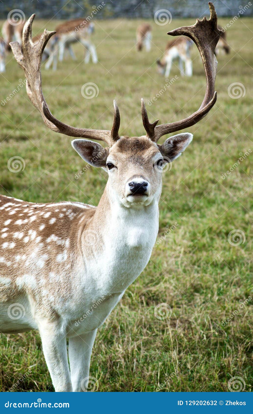Damhirsche auf Wiese stockfoto. Bild von foto, braun - 129202632
