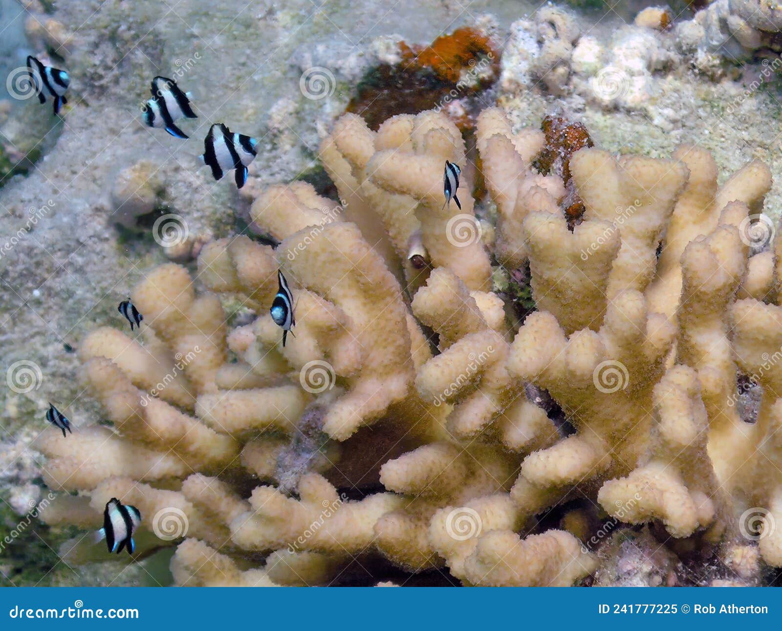 Damiselas De Cohetes Dascyllus Aruanus En El Mar Rojo Imagen de archivo ...