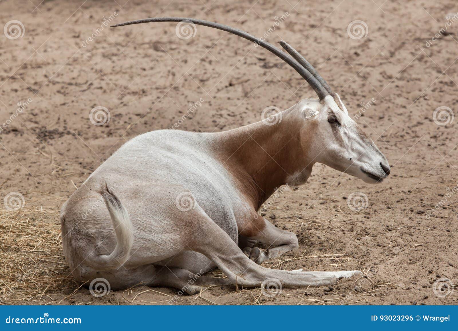Dammah Do Oryx Do Oryx Da Cimitarra Foto de Stock - Imagem de fauna ...