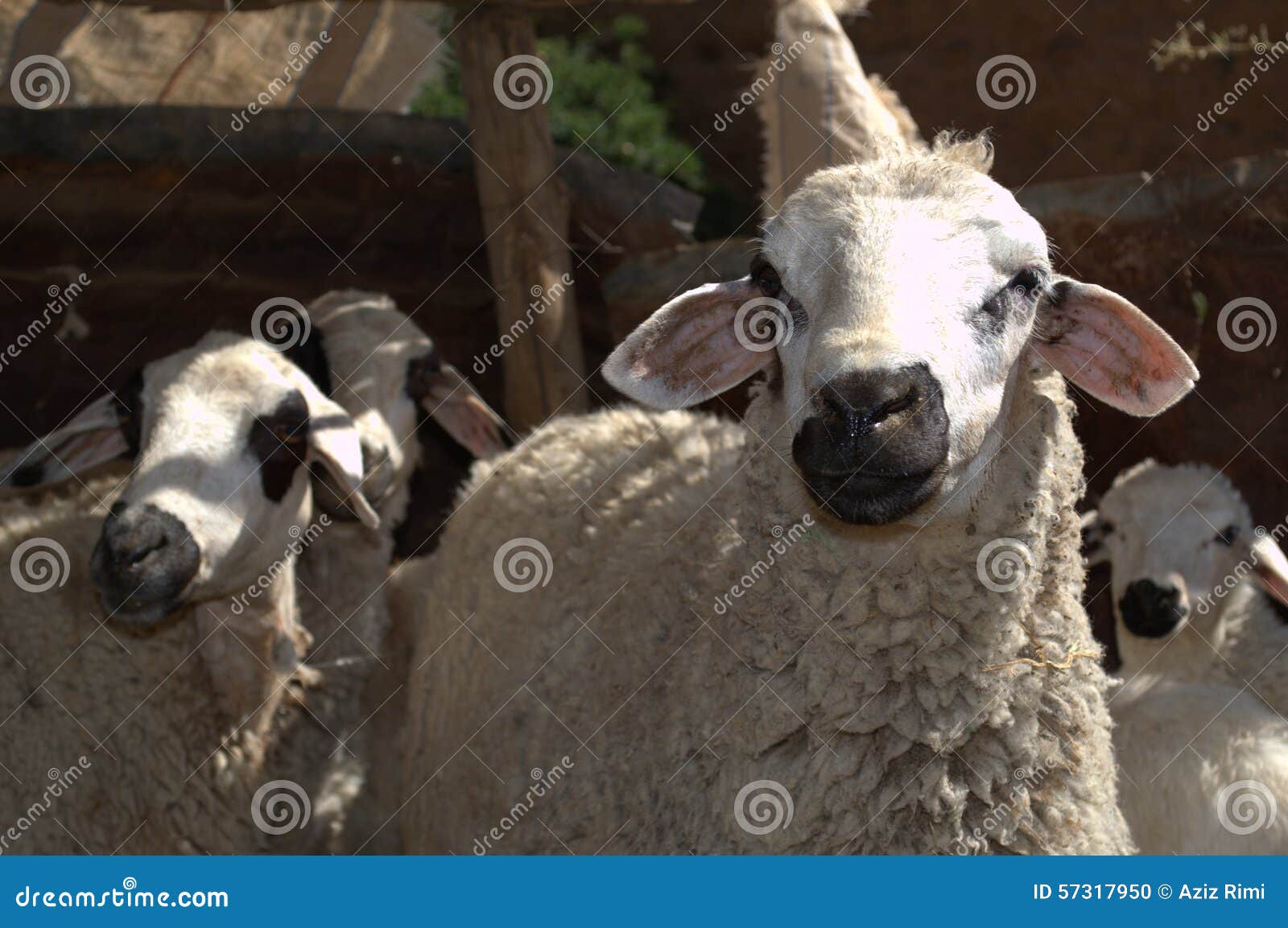 Damman Breed Sheep in South Morocco. Stock Photo - Image of animals ...