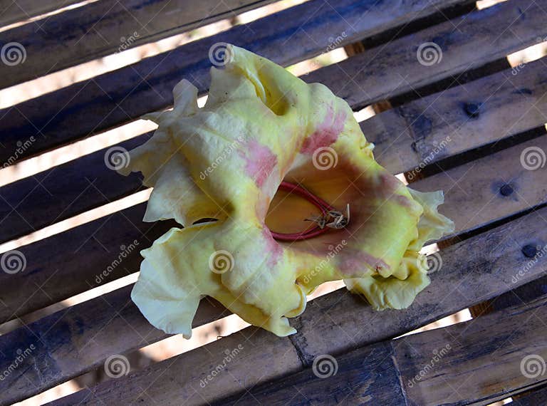 Damocles tree flower stock photo. Image of detail, asia - 63858500