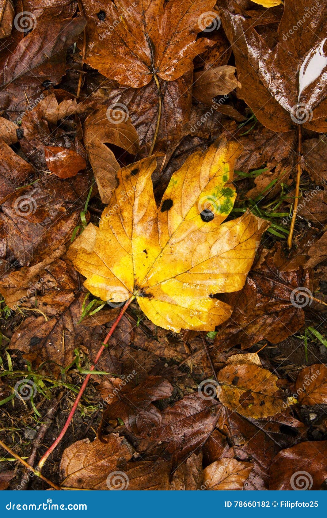 Damp autumn leaves stock photo. Image of autumn, brown - 78660182