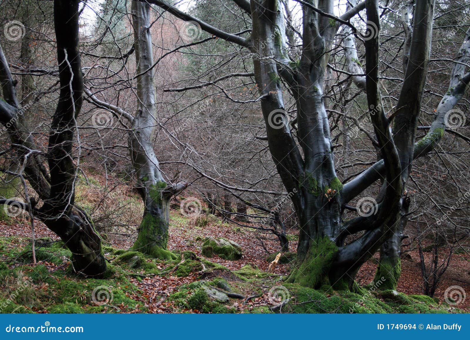 Damp Forest stock photo. Image of scene, trunks, nature - 1749694