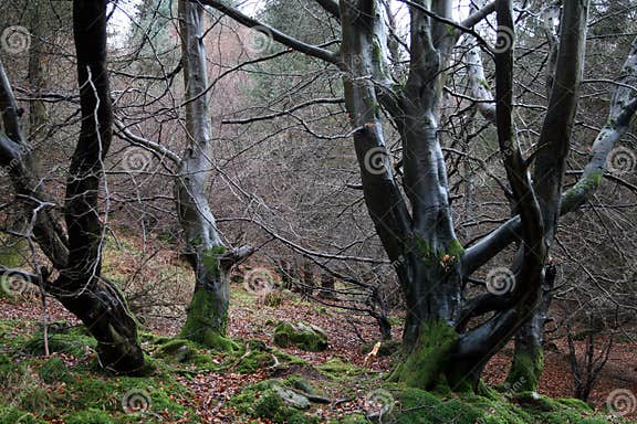 Damp Forest stock photo. Image of scene, trunks, nature - 1749694