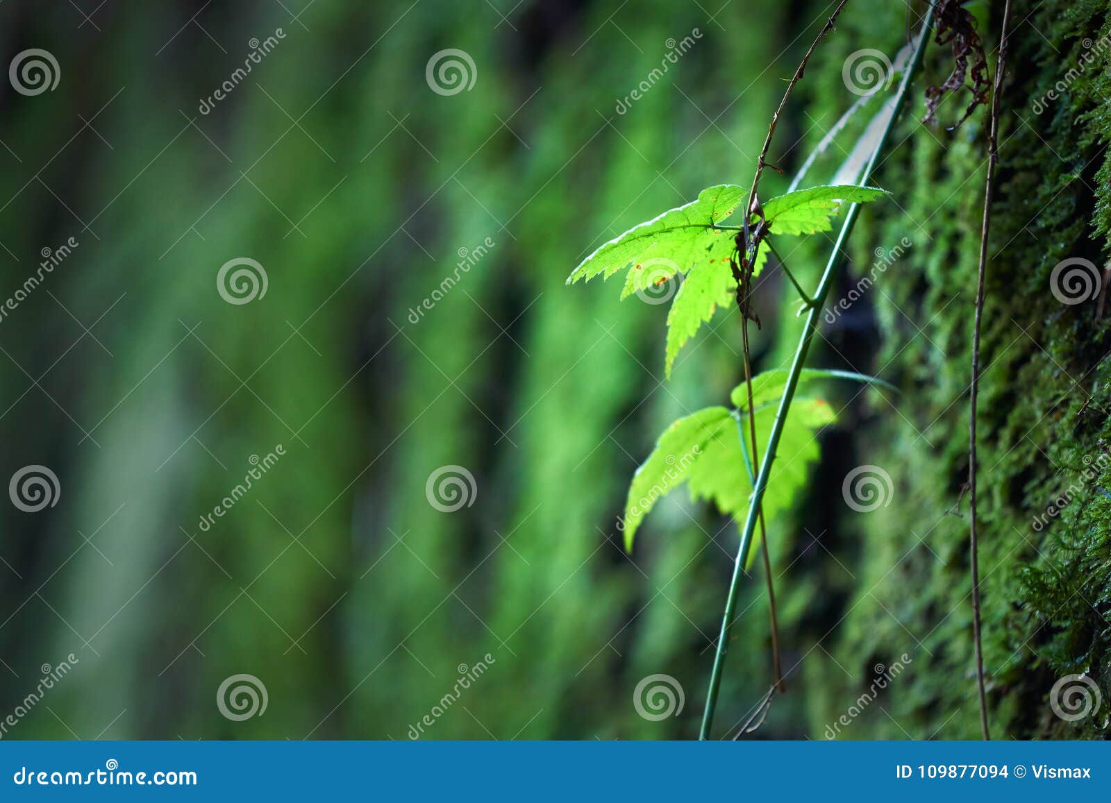Damp Forest Closeup stock photo. Image of oregon, north - 109877094