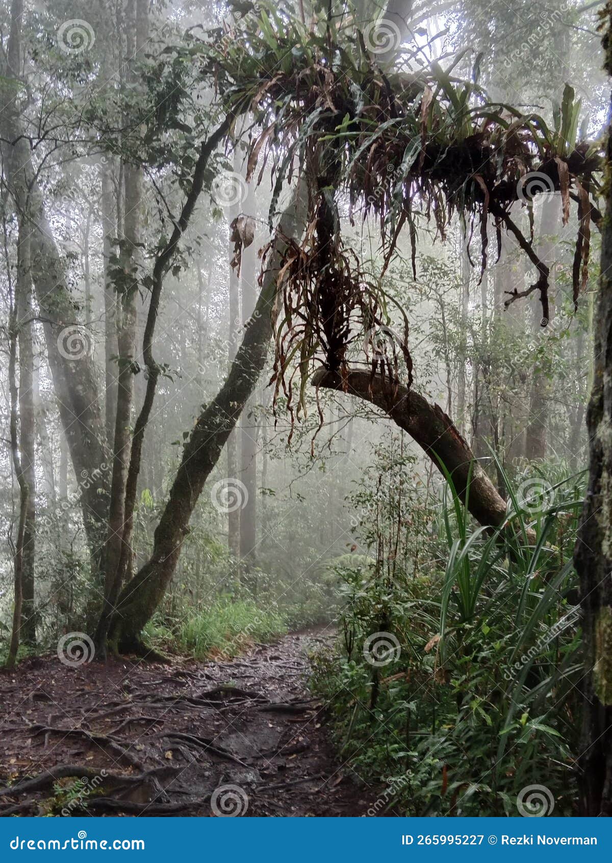 Damp forest stock image. Image of alone, vegetation - 265995227