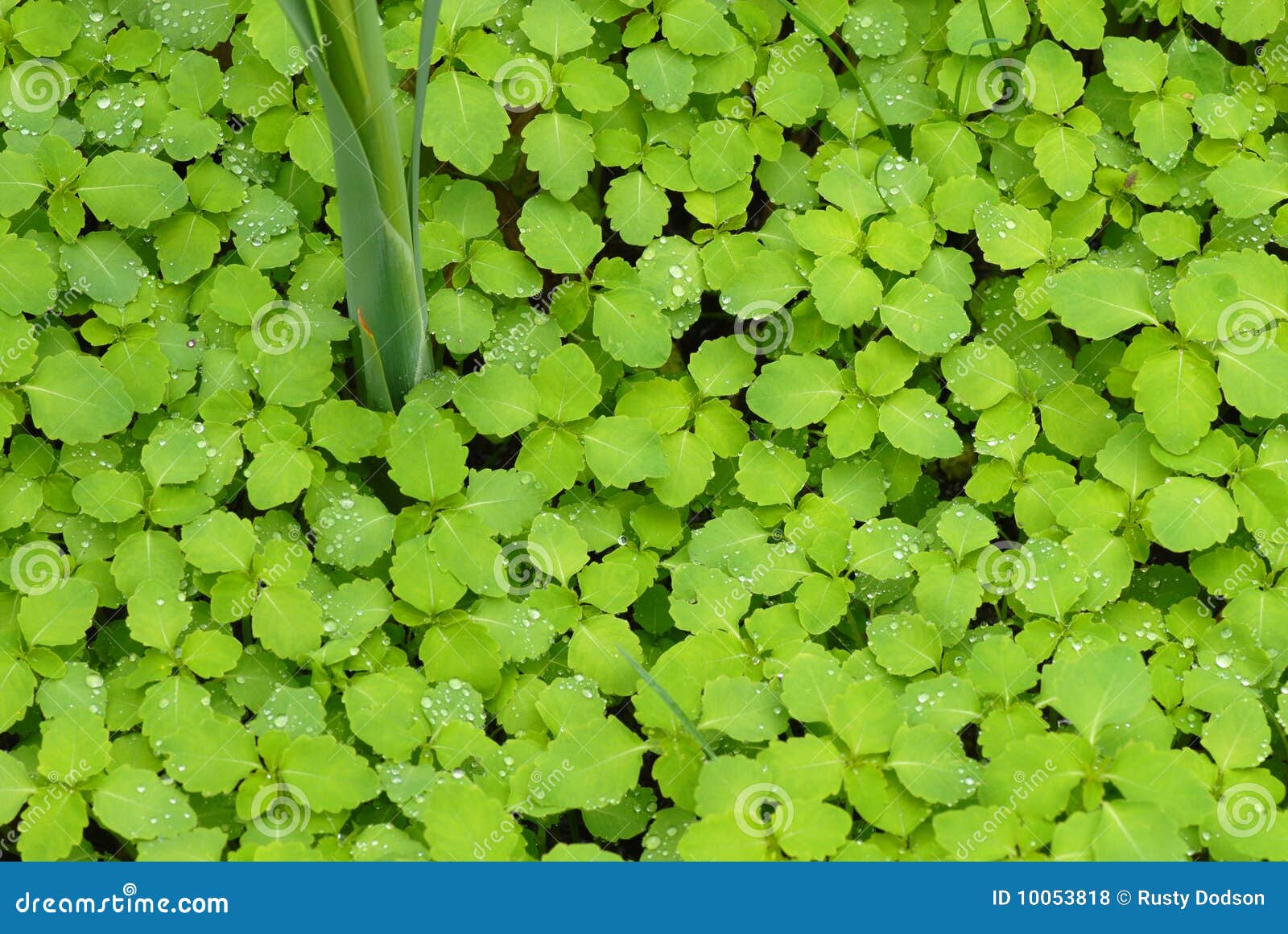 Damp And Green stock photo. Image of outdoors, background - 10053818