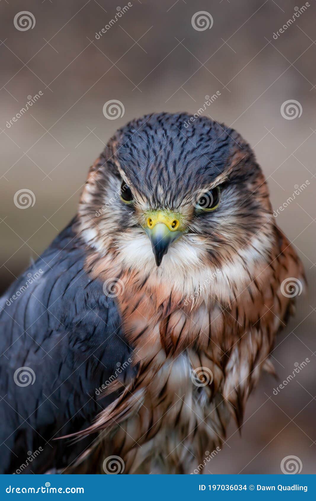 Damp Merlin, Falco Columbarius, after the Quick Bath Stock Photo ...