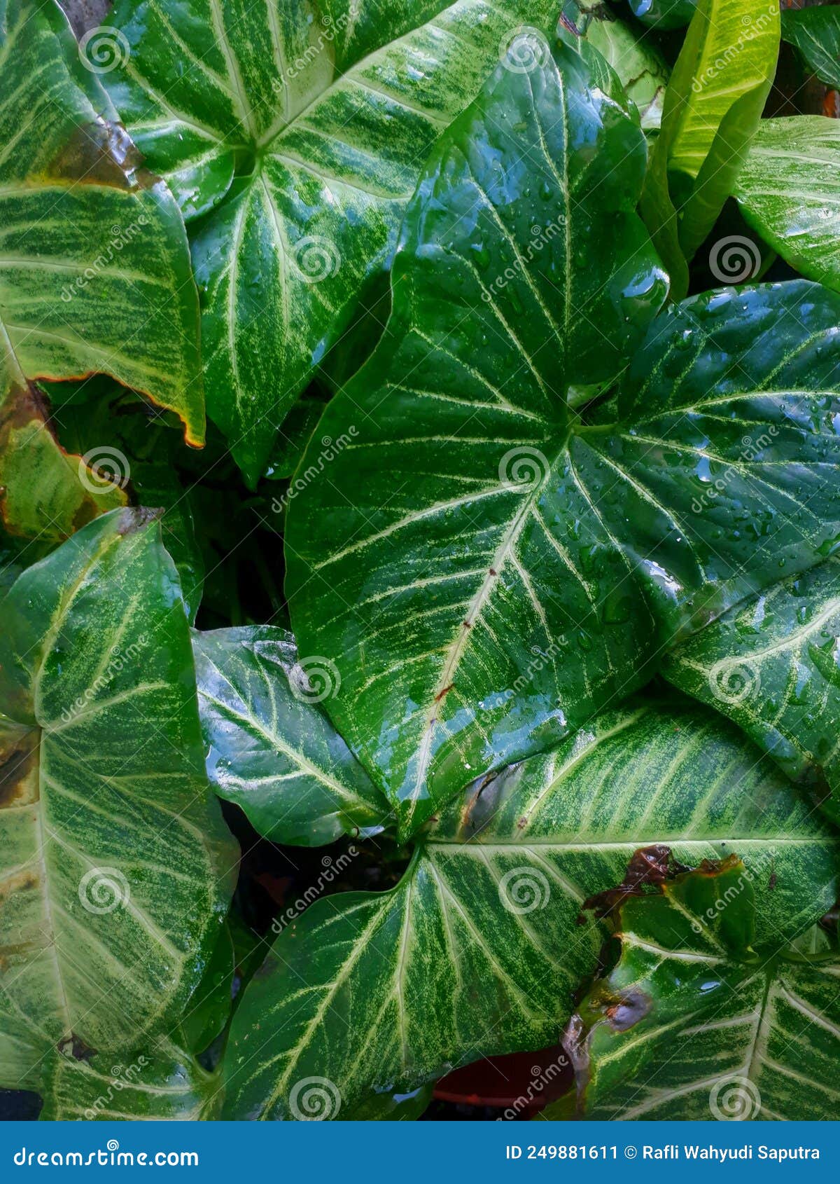 Damp Leaves Exposed To Rain. Stock Image - Image of nature, shrub ...