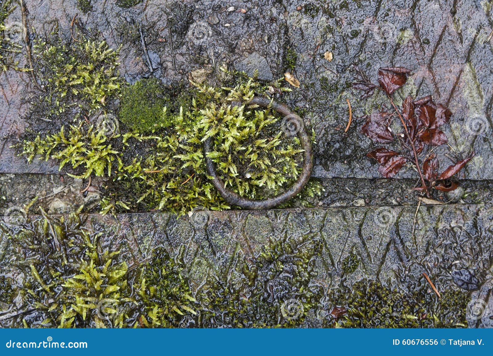 Damp moss and leaves stock photo. Image of offshoots - 60676556