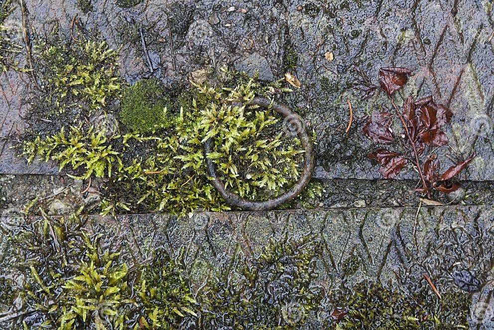 Damp moss and leaves stock photo. Image of offshoots - 60676556