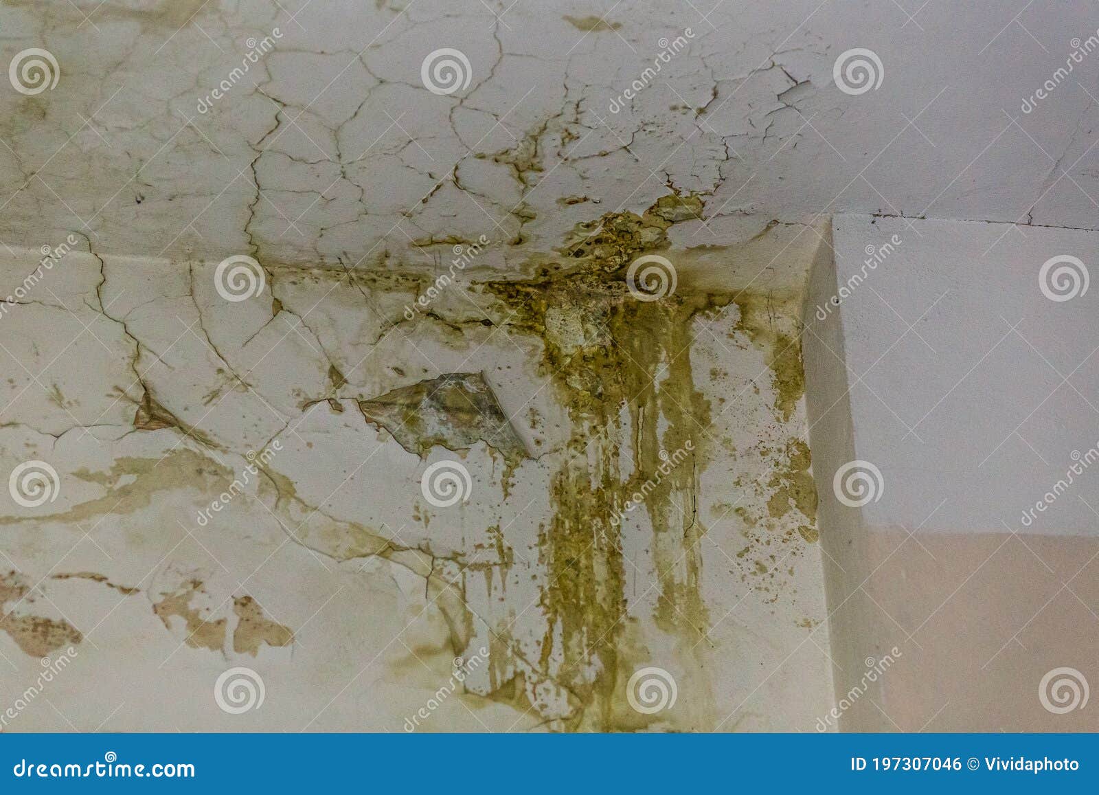 Damp spots stock photo. Image of water, addled, humidity - 197307046