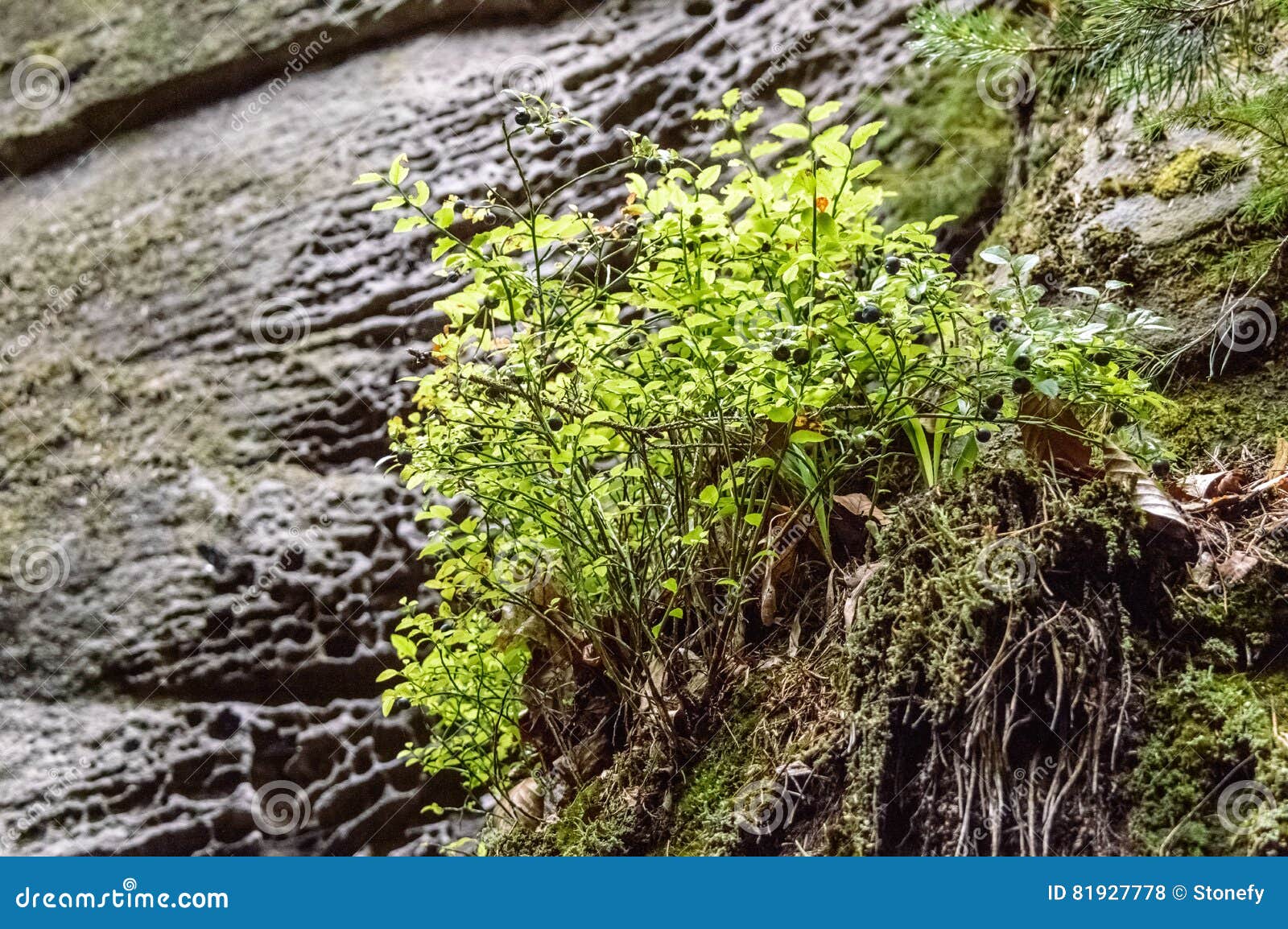 A Damp Surface with Extensive Moss Growth Stock Photo - Image of damp ...