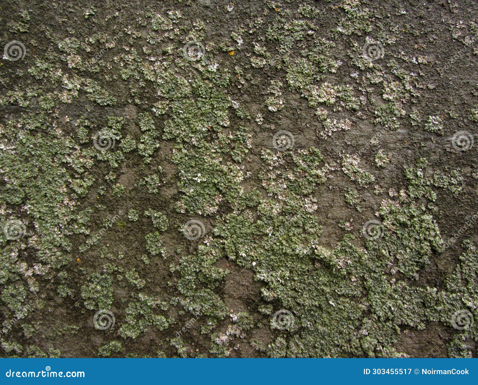Dampened Cement Surface Covered with Lichen and Moss Stock Image ...