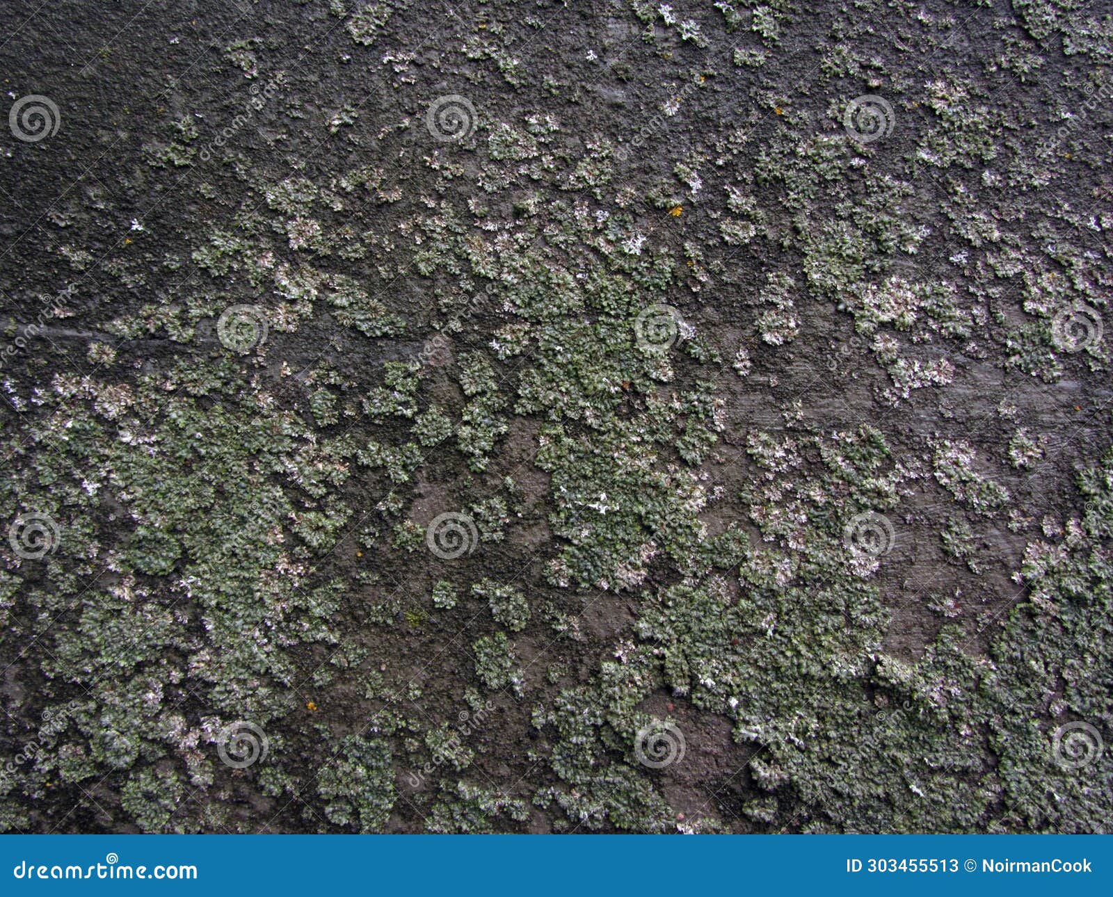 Dampened Concrete Surface Covered with a Lichen and a Moss Stock Image ...