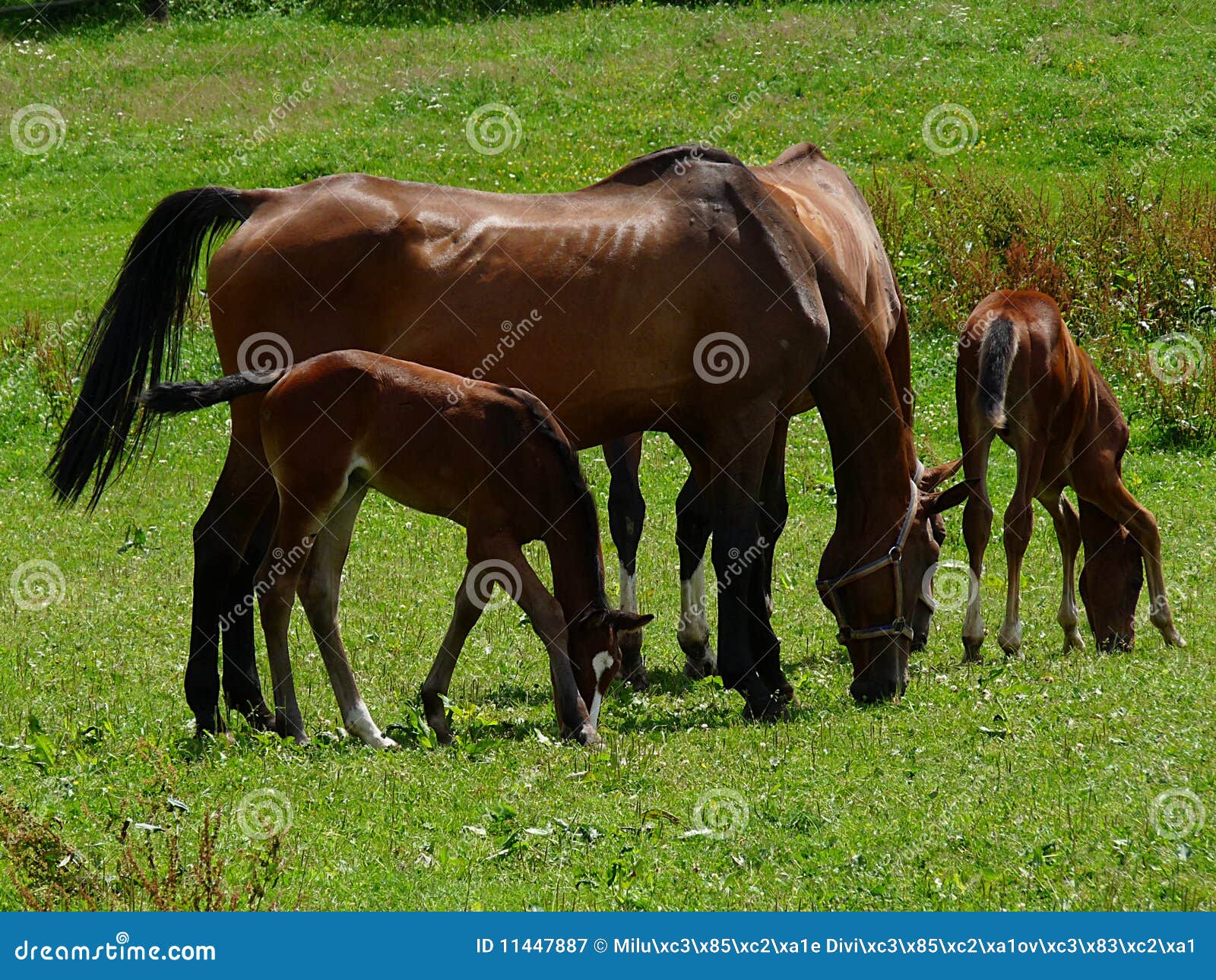Dams with children stock image. Image of hoof, horsepower - 11447887