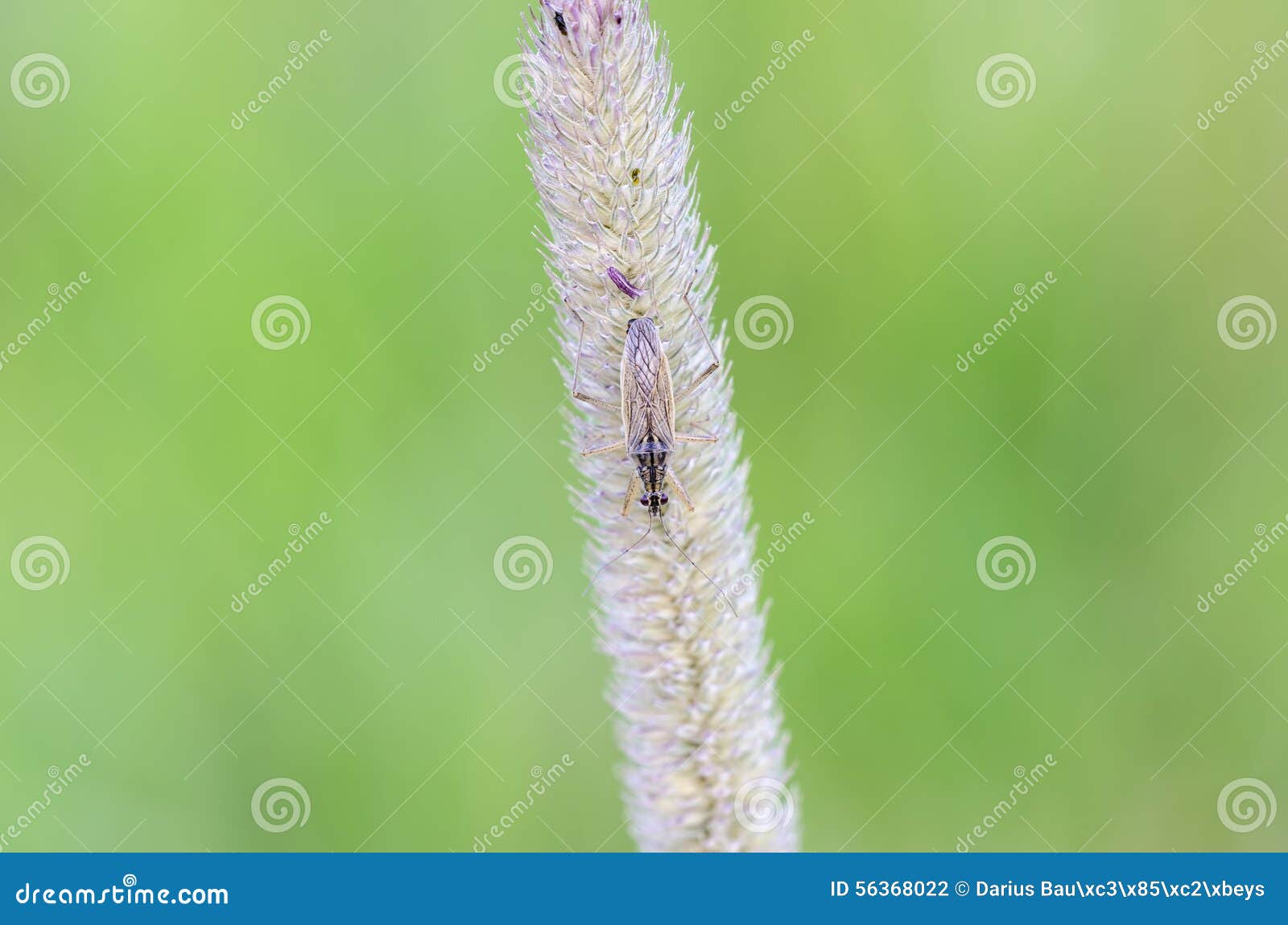 Damsel bug stock photo. Image of animal, nabis, garden - 56368022