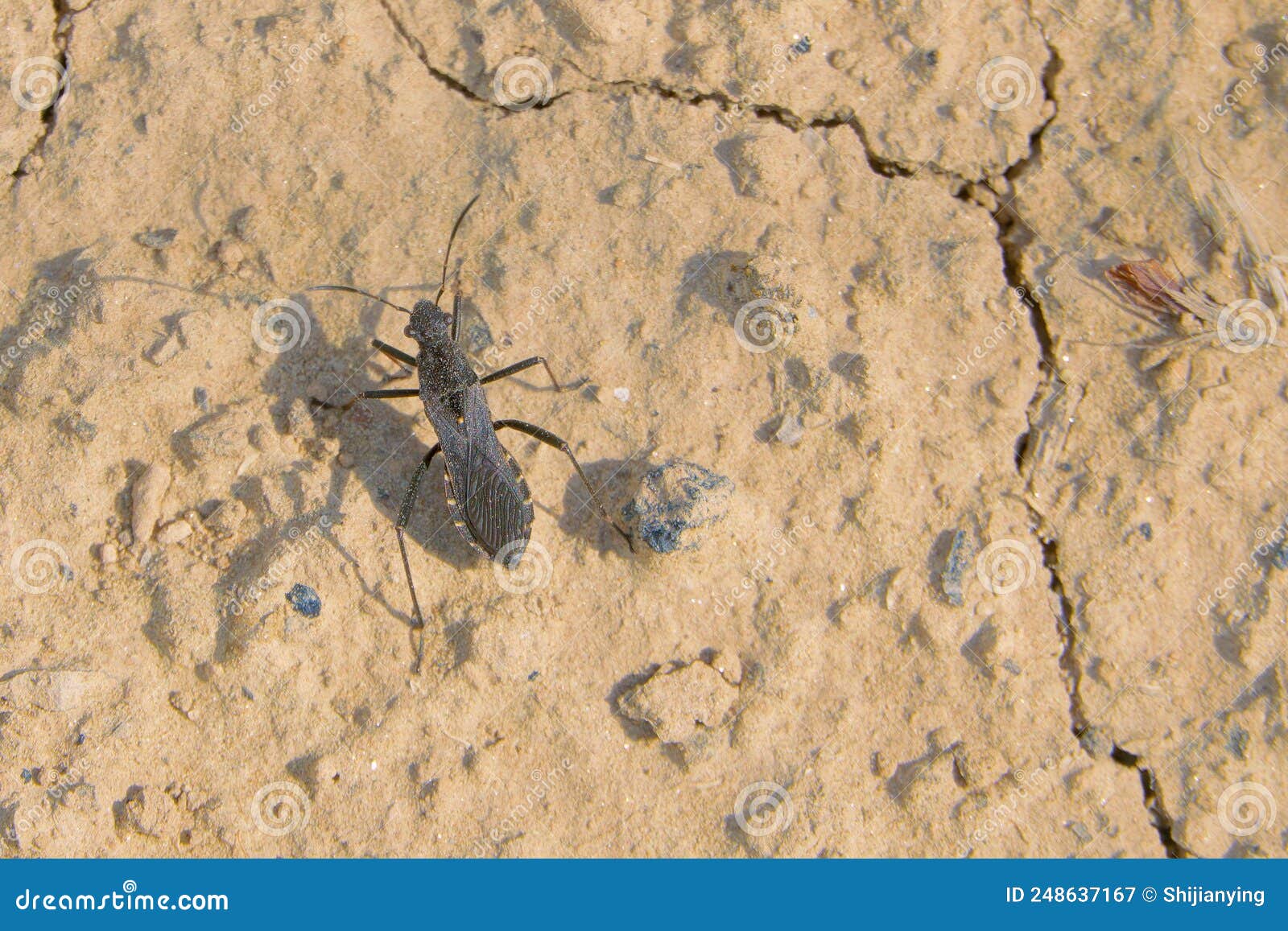 Damsel bug nymph stock image. Image of animals, nymph - 248637167