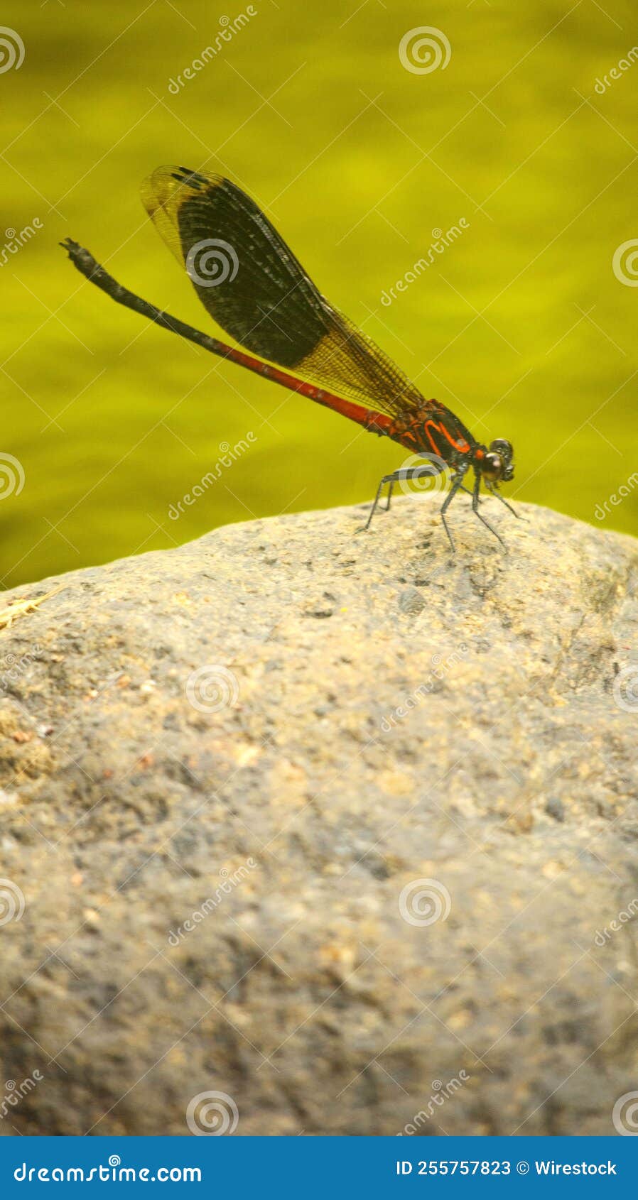 Damsel Dragonfly on a Rock in a River, Vertical Shot Stock Image ...