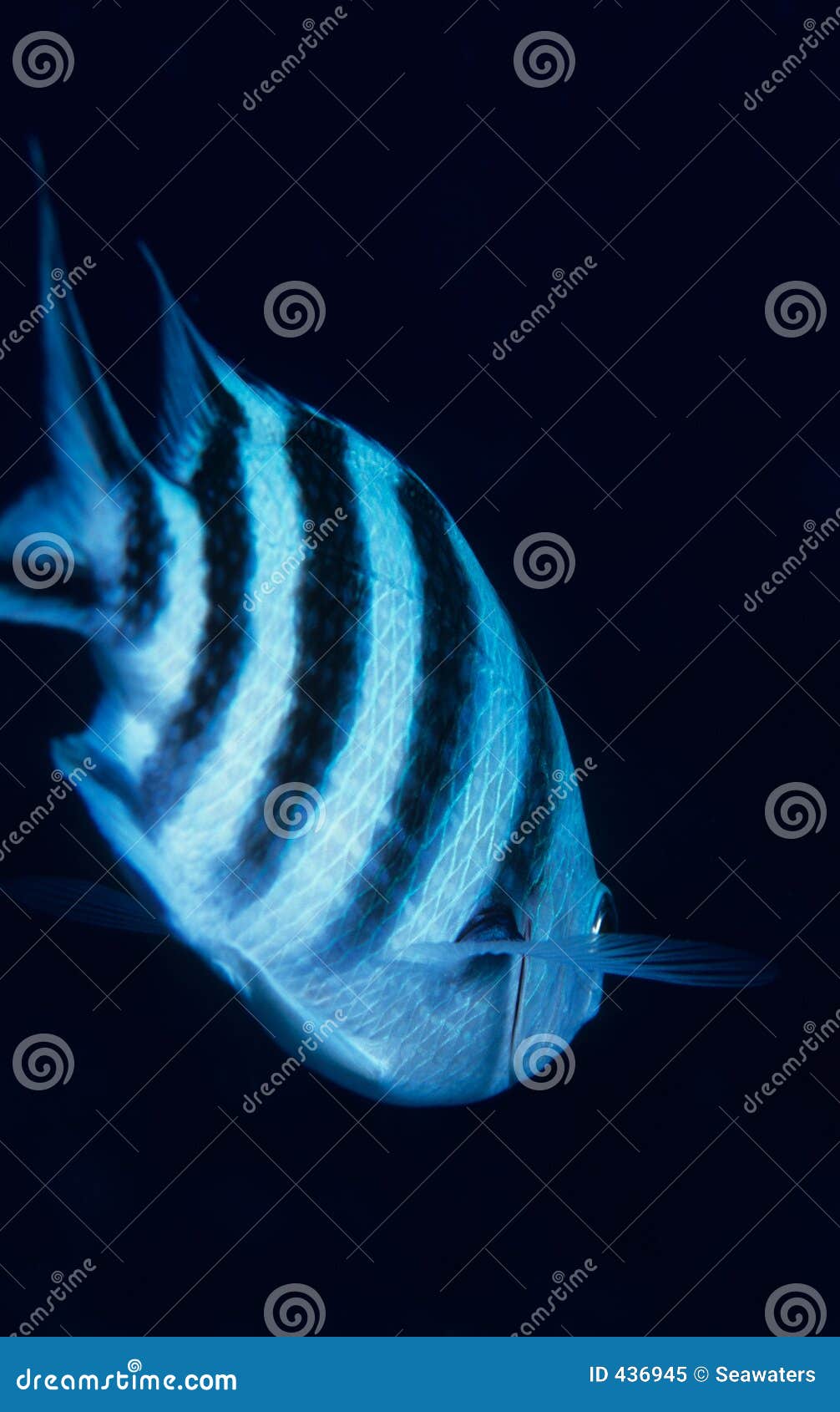 Damsel fish stock image. Image of underwater, ocean, damsel - 436945