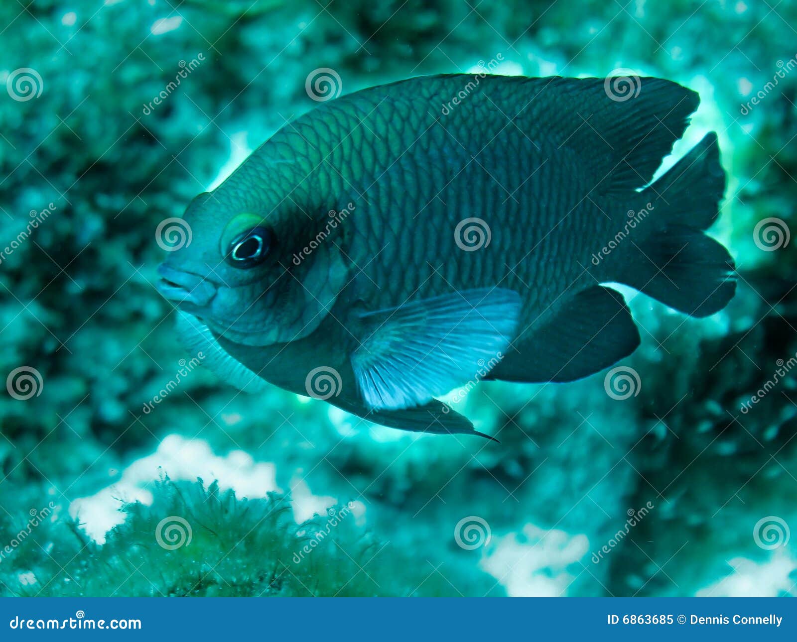 Damsel fish stock image. Image of caribbean, underwater - 6863685