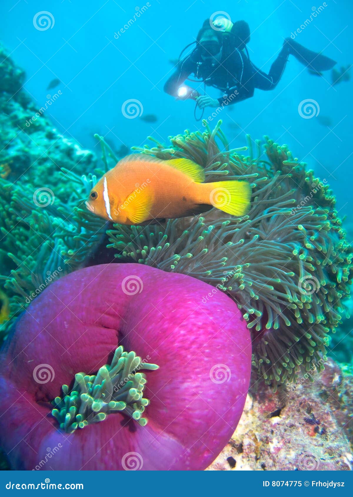 Damsel Fish Royalty-Free Stock Image | CartoonDealer.com #31191136