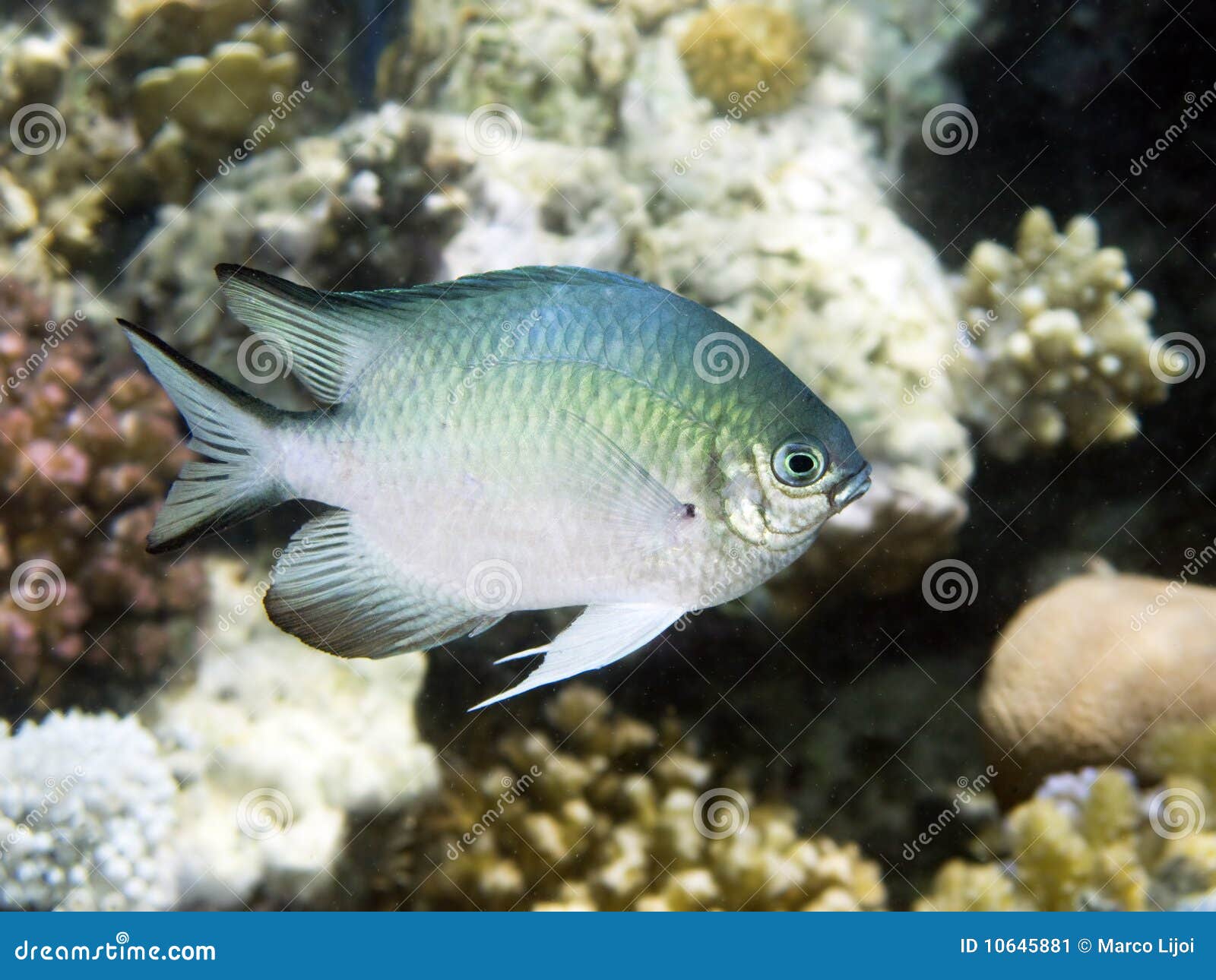 Damsel fish in red sea stock image. Image of clown, diver - 10645881