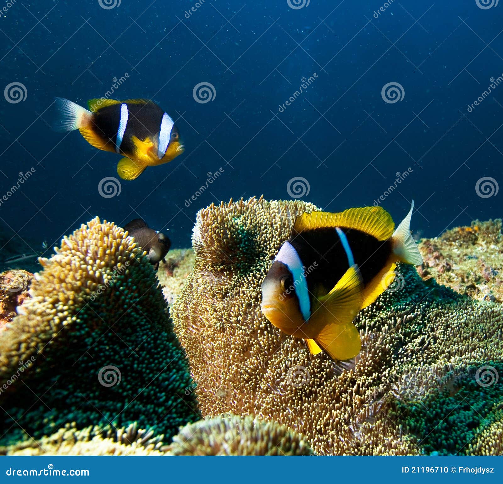 Damsel fishes stock photo. Image of animal, fish, explore - 21196710