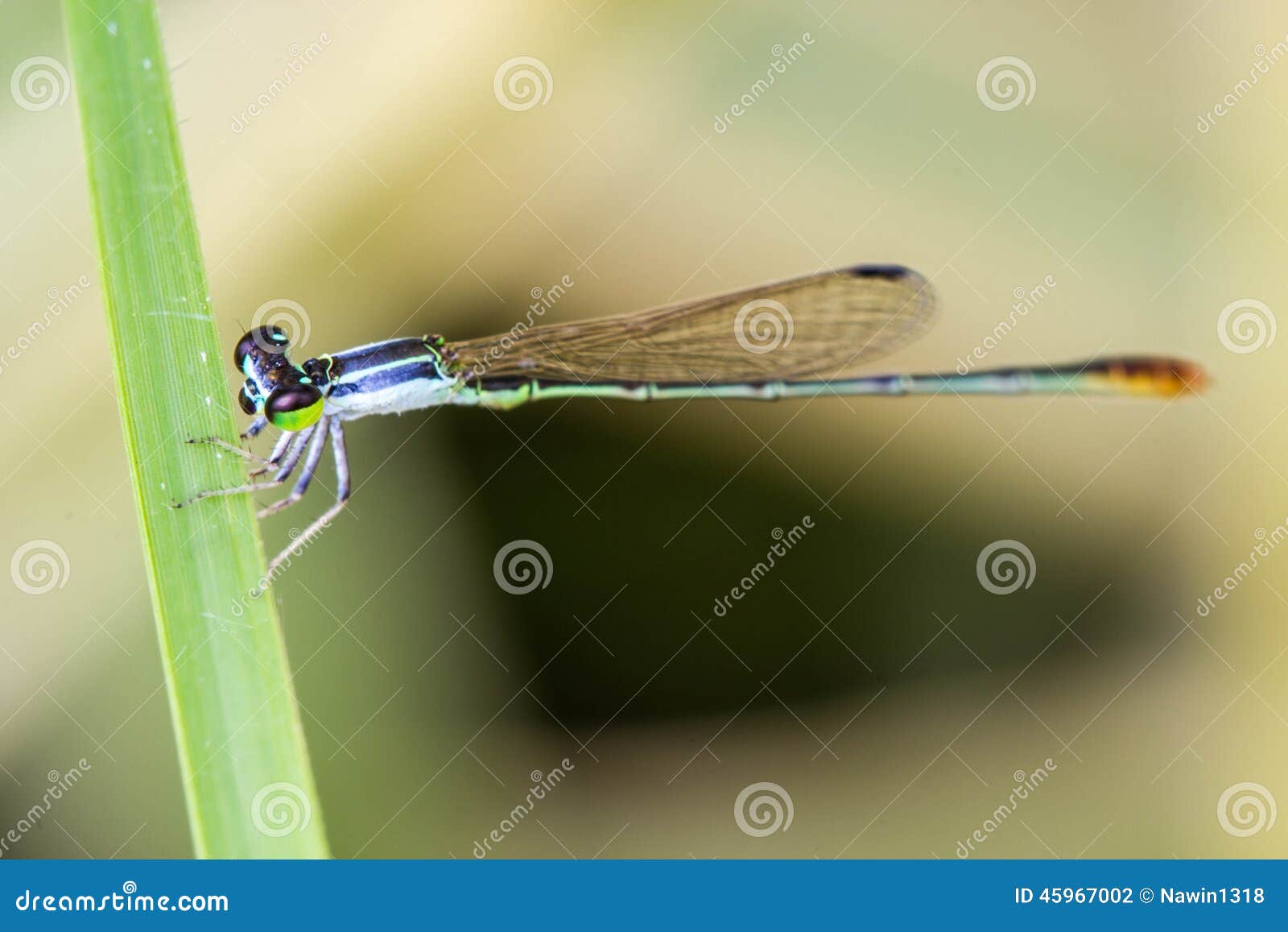 Damsel Flies stock photo. Image of tailed, insect, water - 45967002
