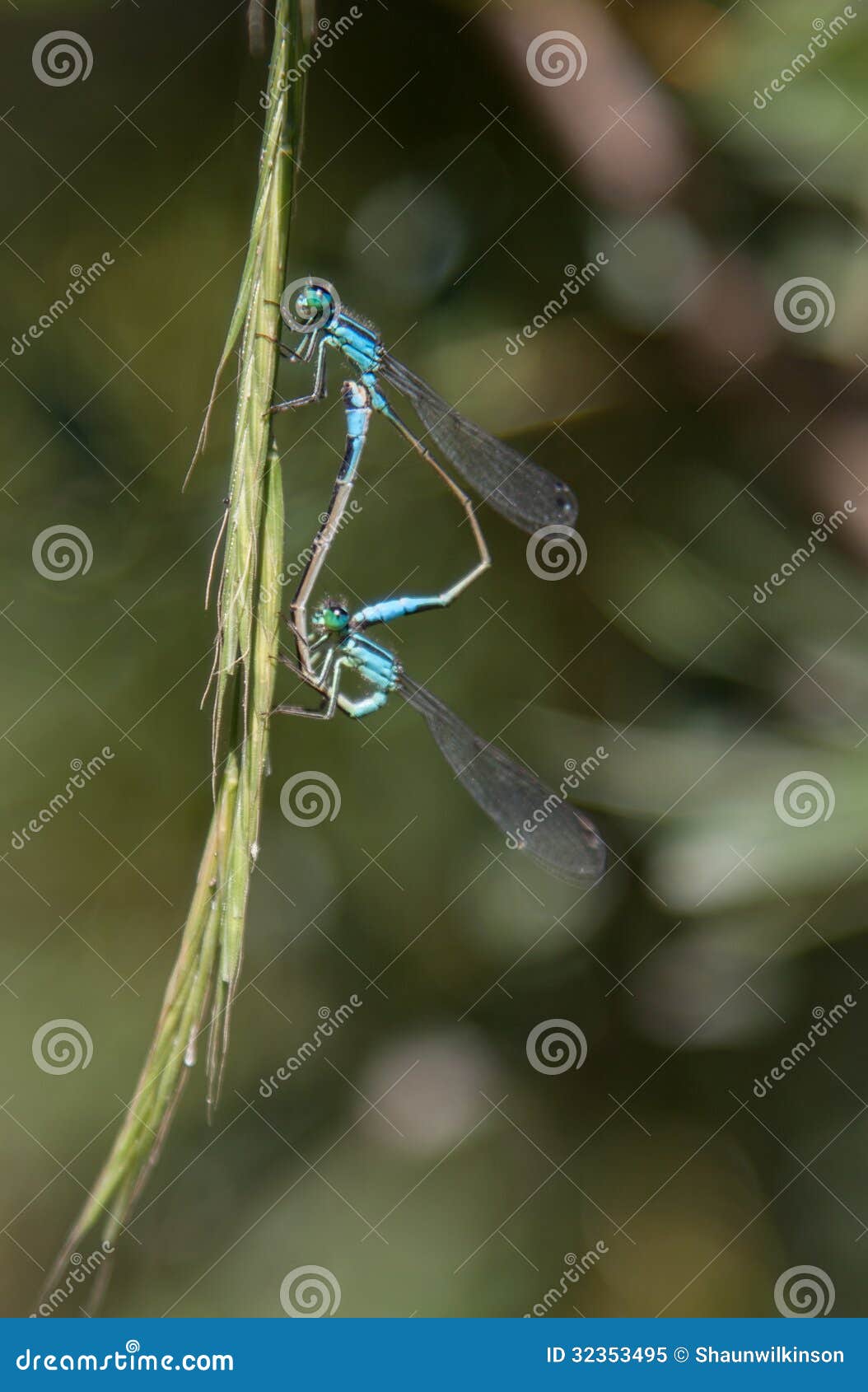 Damsel Flies mating stock image. Image of parc, mating - 32353495