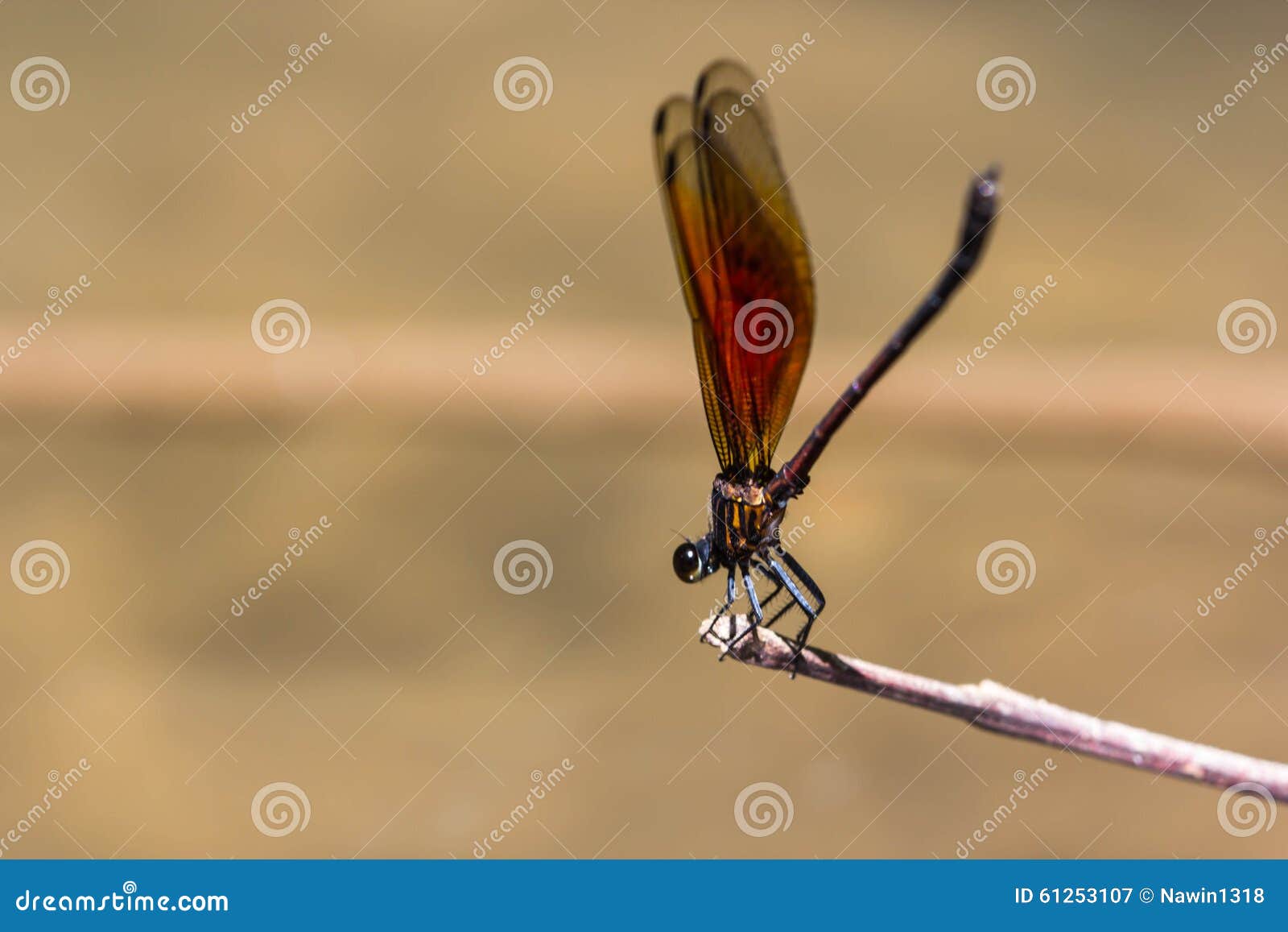 Damsel Flies stock image. Image of water, damsel, garden - 61253107