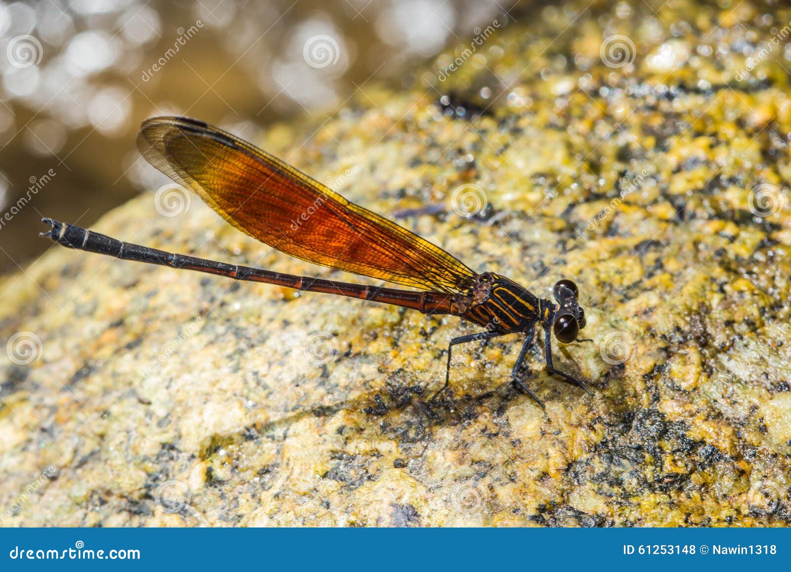 Damsel Flies stock photo. Image of damsel, tailed, leaf - 61253148